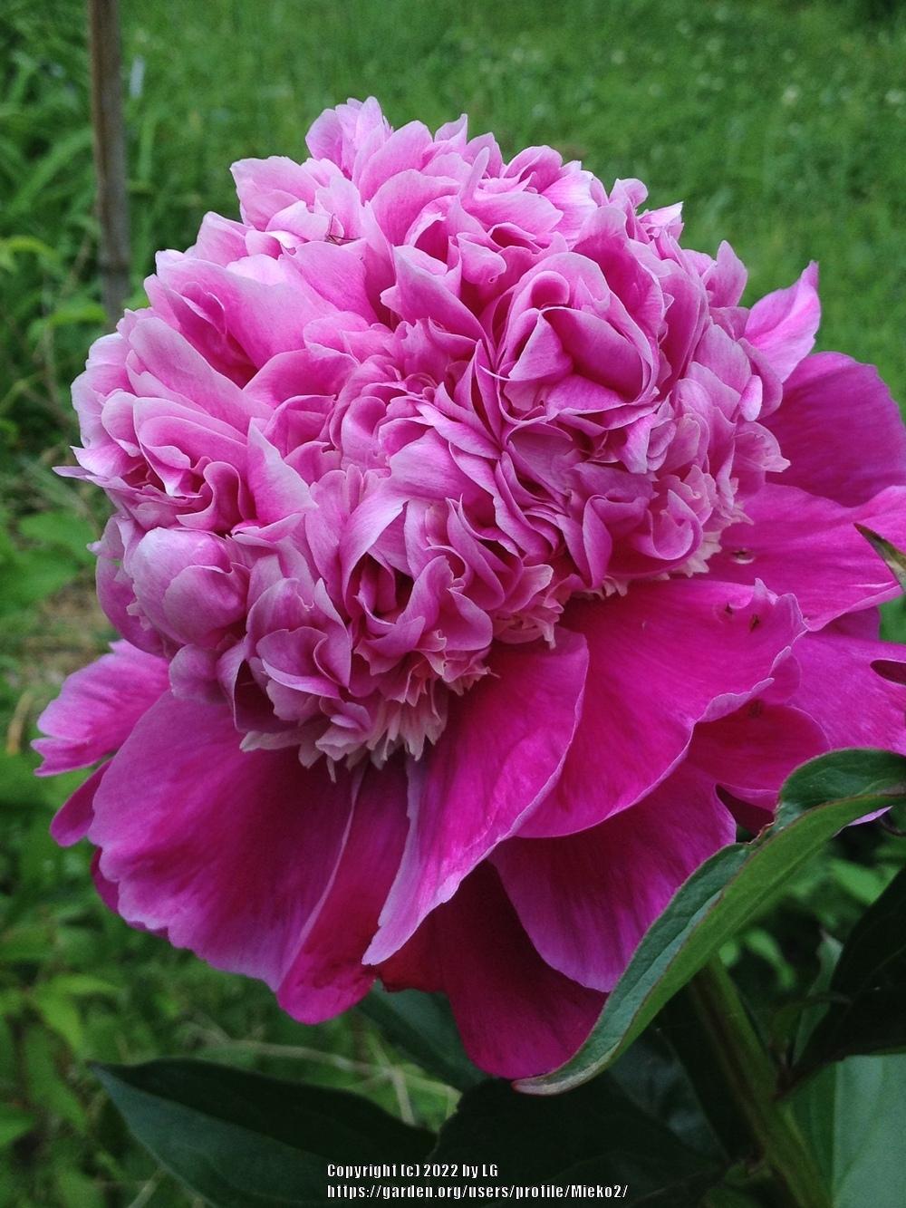 Please Post Pics of Your Bomb Peonies in the Peonies forum - Garden.org