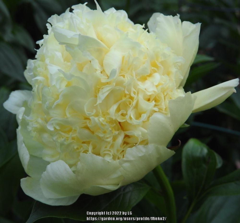Please Post Pics of Your Bomb Peonies in the Peonies forum - Garden.org