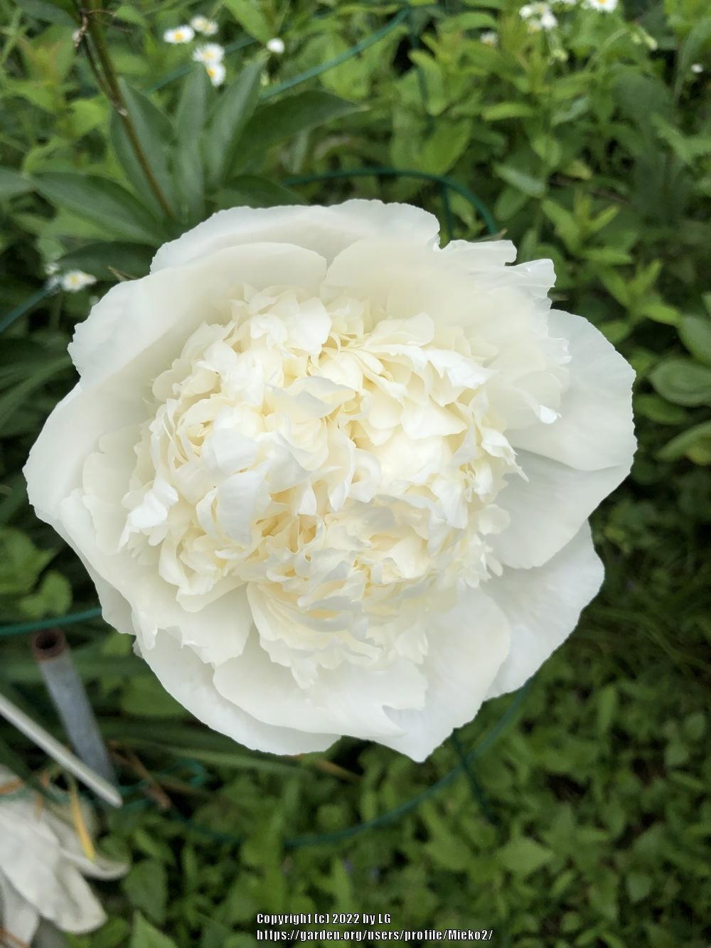 Please Post Pics of Your Bomb Peonies in the Peonies forum - Garden.org