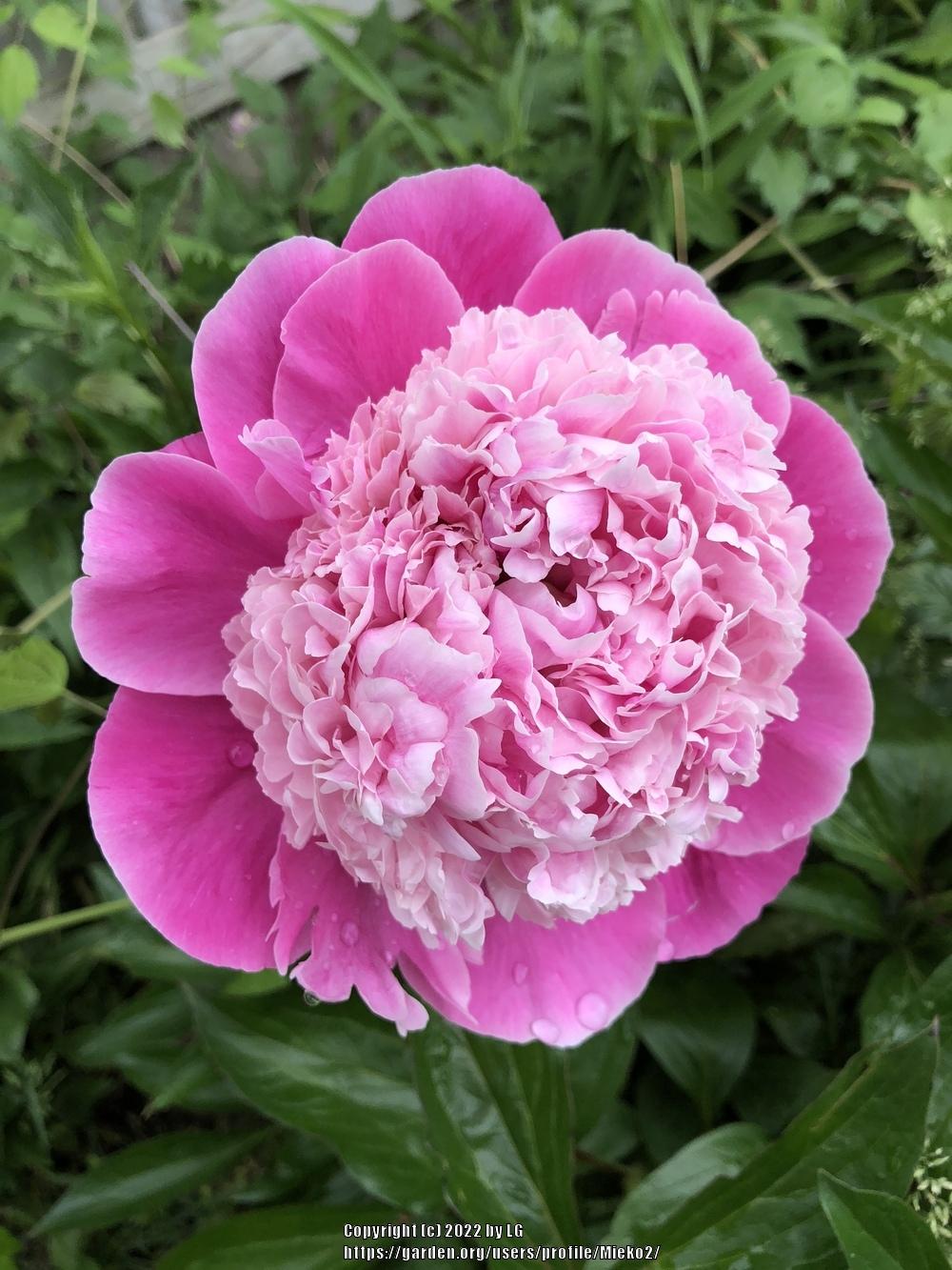 Please Post Pics of Your Bomb Peonies in the Peonies forum - Garden.org