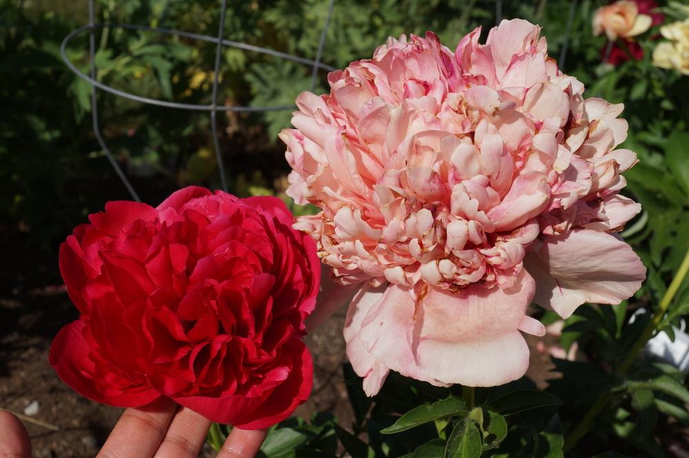 Please Post Pics of Your Bomb Peonies in the Peonies forum - Garden.org