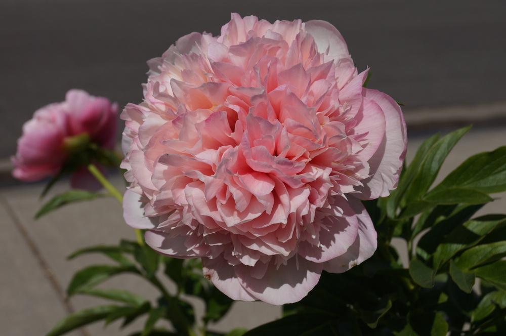 Please Post Pics of Your Bomb Peonies in the Peonies forum - Garden.org