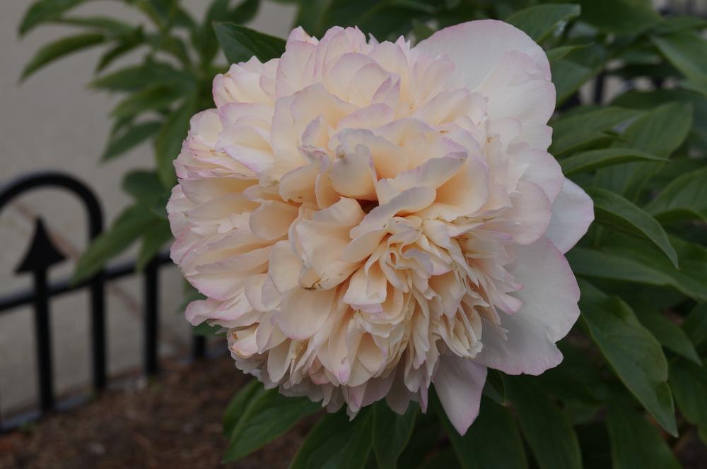Please Post Pics of Your Bomb Peonies in the Peonies forum - Garden.org