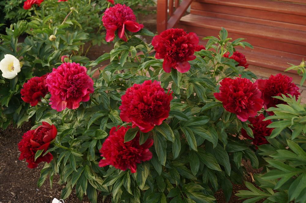 Please Post Pics of Your Bomb Peonies in the Peonies forum - Garden.org
