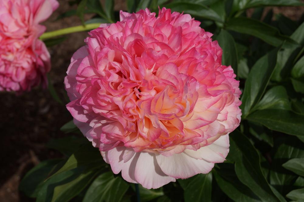 Please Post Pics of Your Bomb Peonies in the Peonies forum - Garden.org