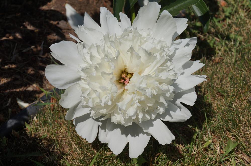 Please Post Pics of Your Bomb Peonies in the Peonies forum - Garden.org