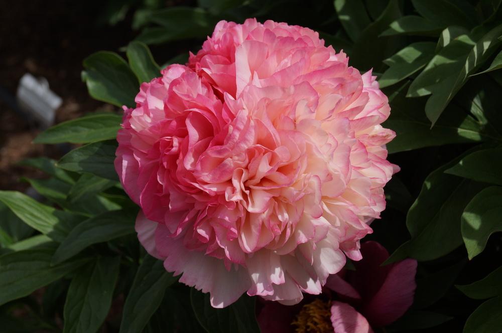 Please Post Pics of Your Bomb Peonies in the Peonies forum - Garden.org