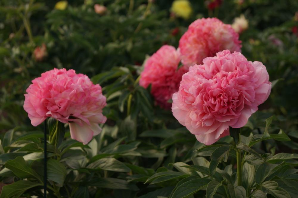Please Post Pics of Your Bomb Peonies in the Peonies forum - Garden.org