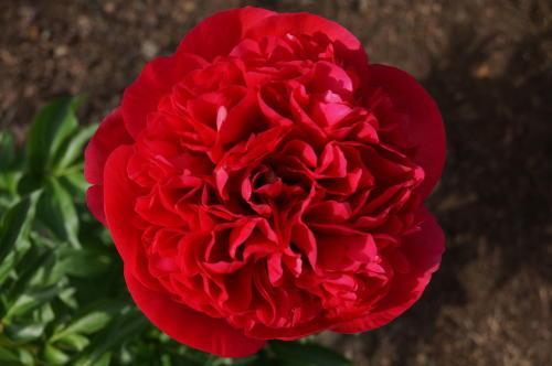 Please Post Pics of Your Bomb Peonies in the Peonies forum - Garden.org