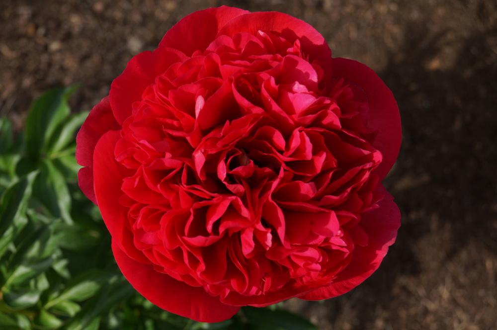 Please Post Pics of Your Bomb Peonies in the Peonies forum - Garden.org