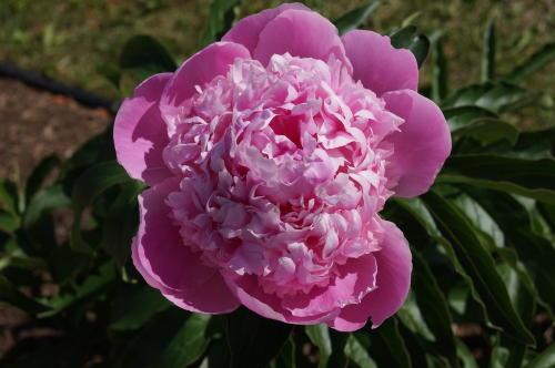 Please Post Pics of Your Bomb Peonies in the Peonies forum - Garden.org