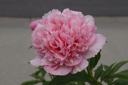 Please Post Pics of Your Bomb Peonies in the Peonies forum - Garden.org