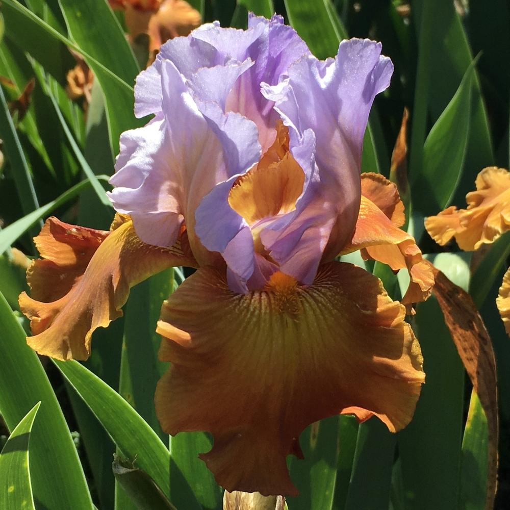 Photo of the bloom of Tall Bearded Iris (Iris 'Instant Attraction ...