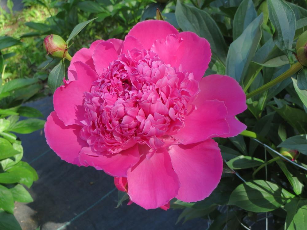 Please Post Pics of Your Bomb Peonies in the Peonies forum - Garden.org