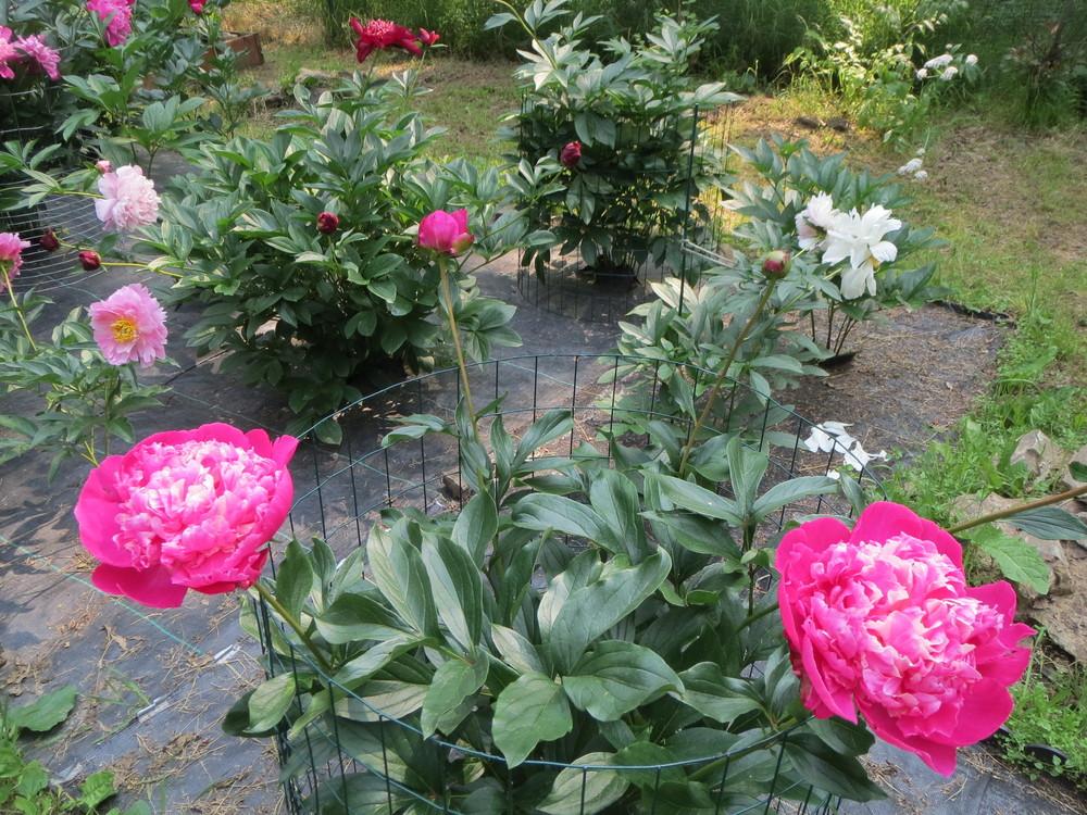Please Post Pics of Your Bomb Peonies in the Peonies forum - Garden.org