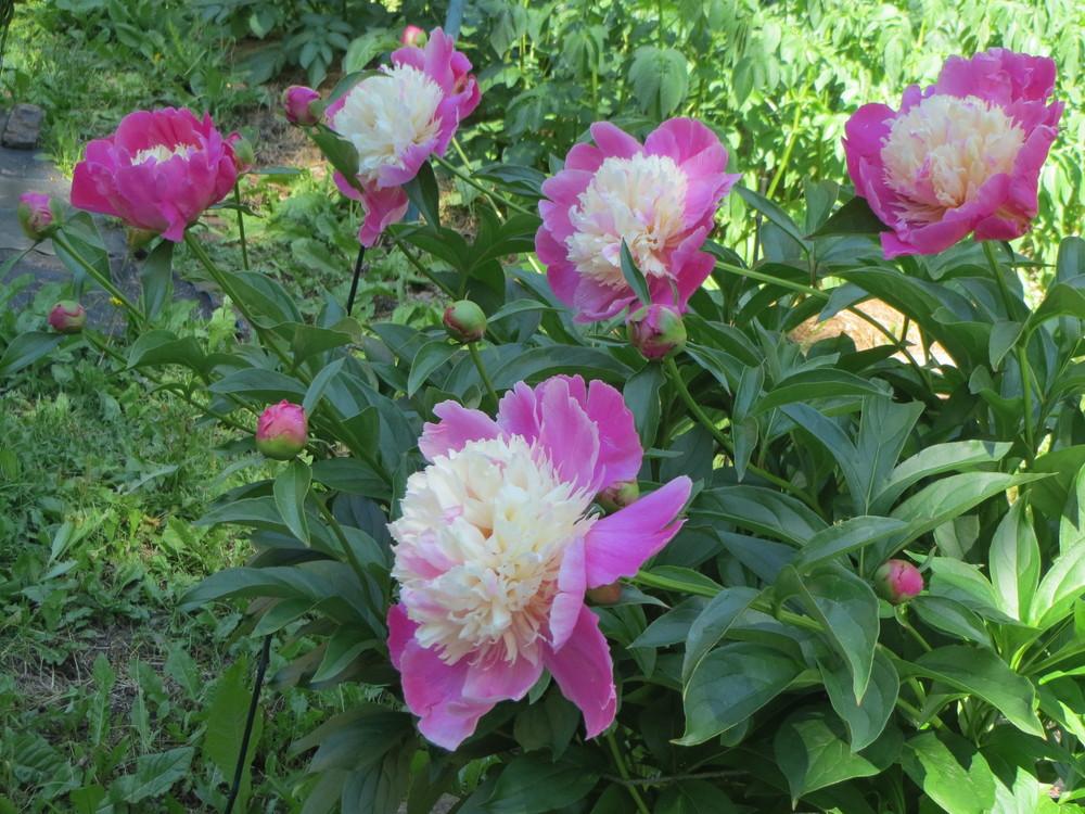 Please Post Pics of Your Bomb Peonies in the Peonies forum - Garden.org