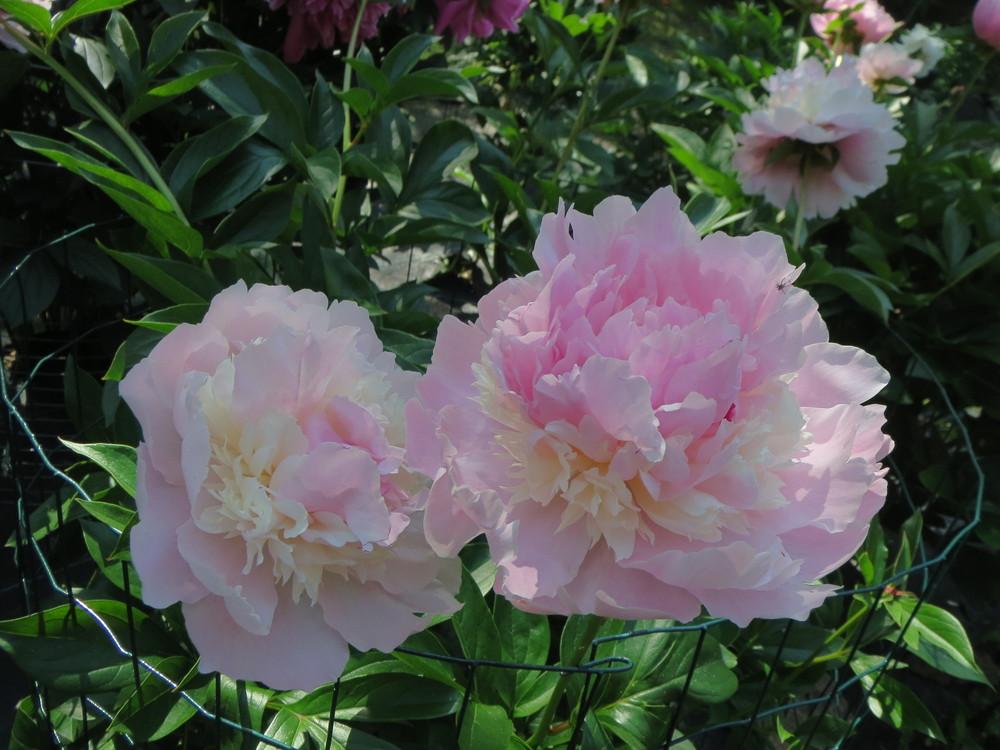 Please Post Pics of Your Bomb Peonies in the Peonies forum - Garden.org