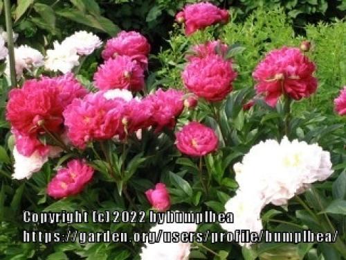 Please Post Pics of Your Bomb Peonies in the Peonies forum - Garden.org