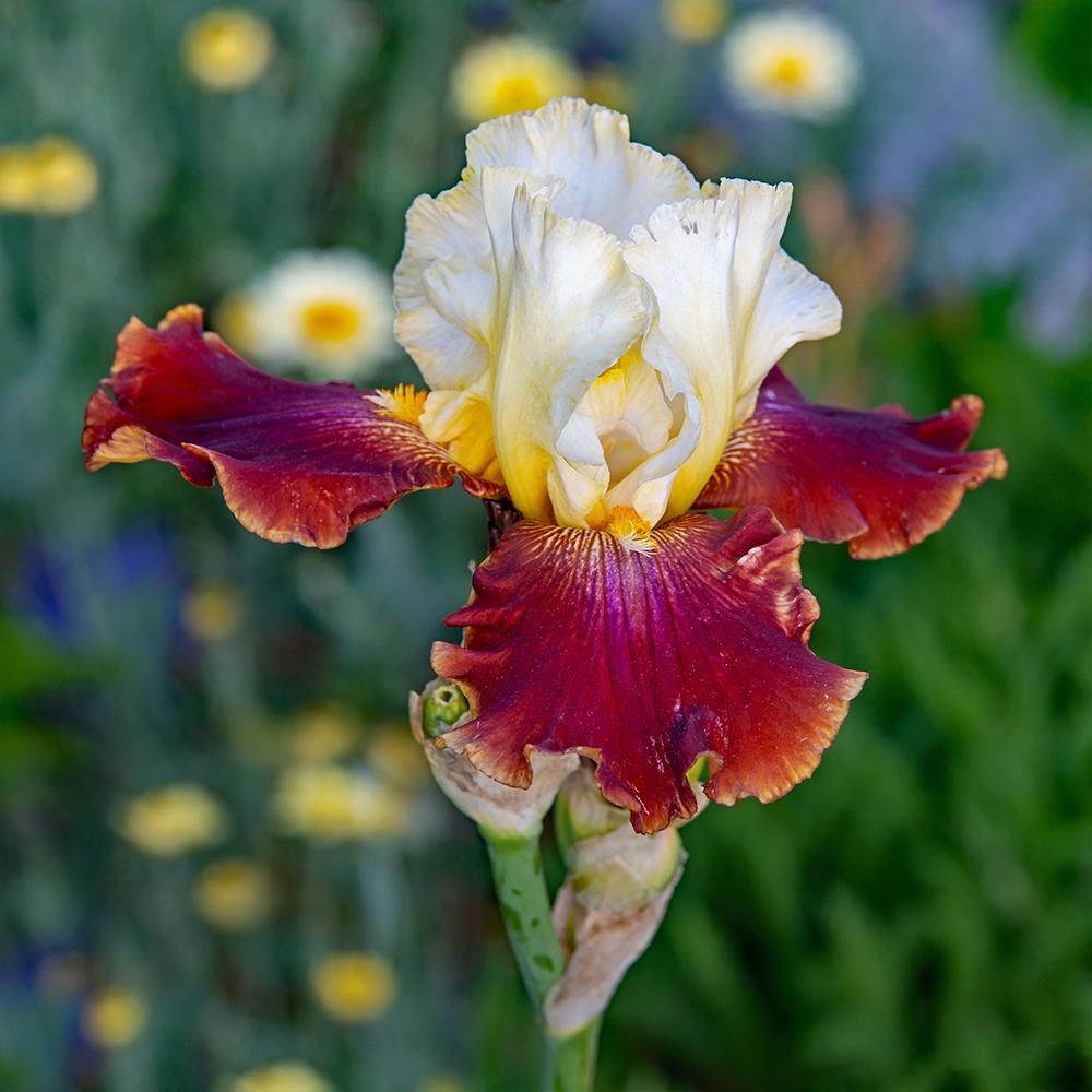 Photo of the bloom of Tall Bearded Iris (Iris 'Good Idea') posted by ...