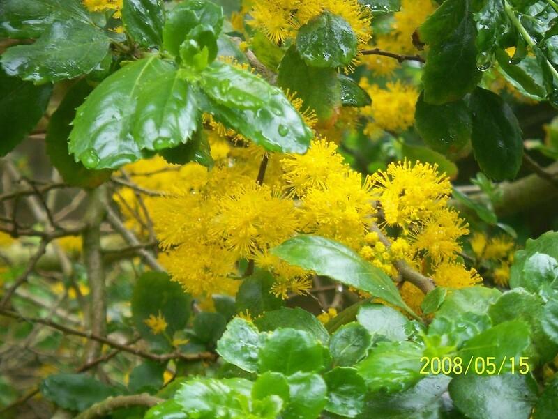 Saw-Toothed Azara (Azara serrata) - Garden.org