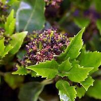 Japanese Aucuba (Aucuba japonica 'Emily Rose') - Garden.org