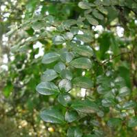 Photo of the leaves of Boxleaf Azara (Azara microphylla) posted by ...