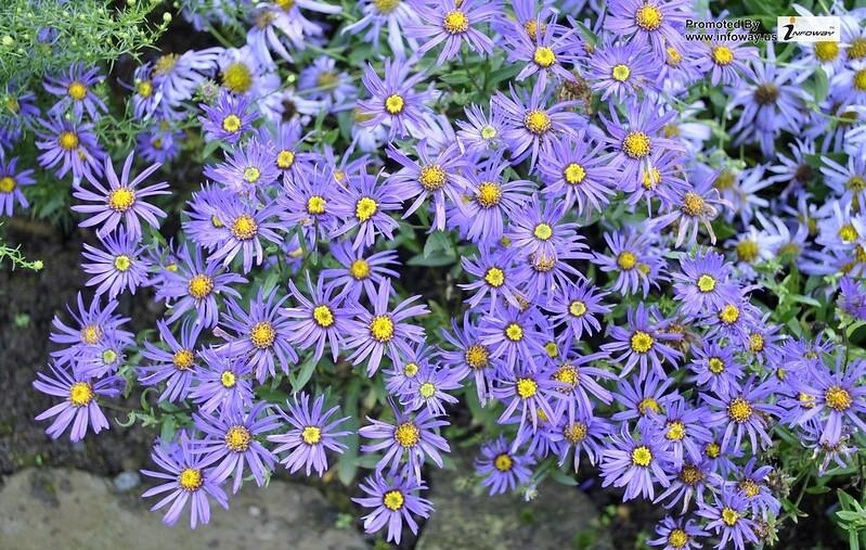 Photo of the entire plant of Italian Aster (Aster amellus 'Forncett ...