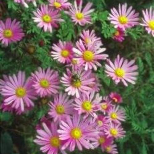 Italian Aster (Aster amellus 'Jacqueline Genebrier') in the Asters ...