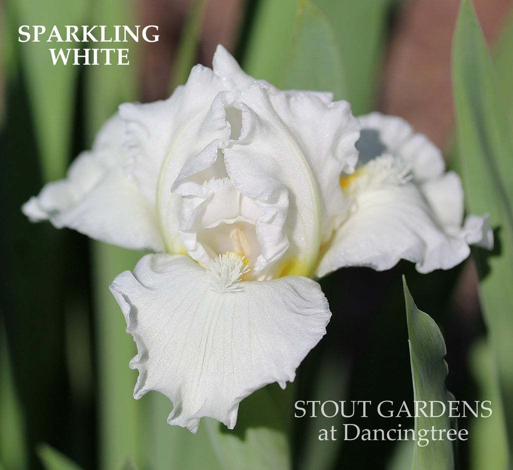Photo of the bloom of Standard Dwarf Bearded Iris (Iris 'Sparkling ...