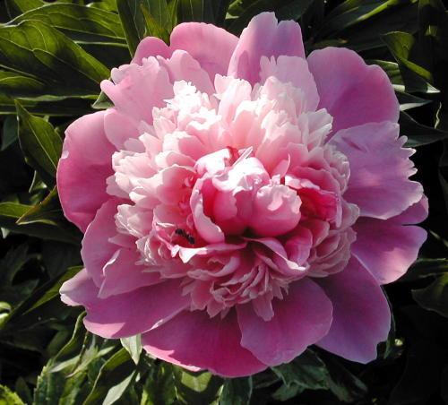 Please Post Pics of Your Bomb Peonies in the Peonies forum - Garden.org