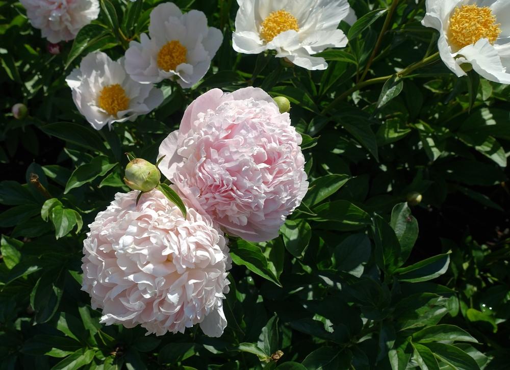 Please Post Pics of Your Bomb Peonies in the Peonies forum - Garden.org