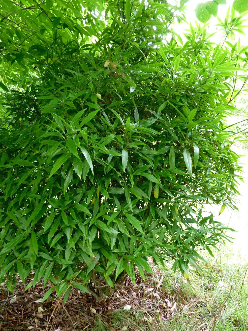 Japanese Aucuba (Aucuba japonica var. japonica 'Salicifolia') - Garden.org