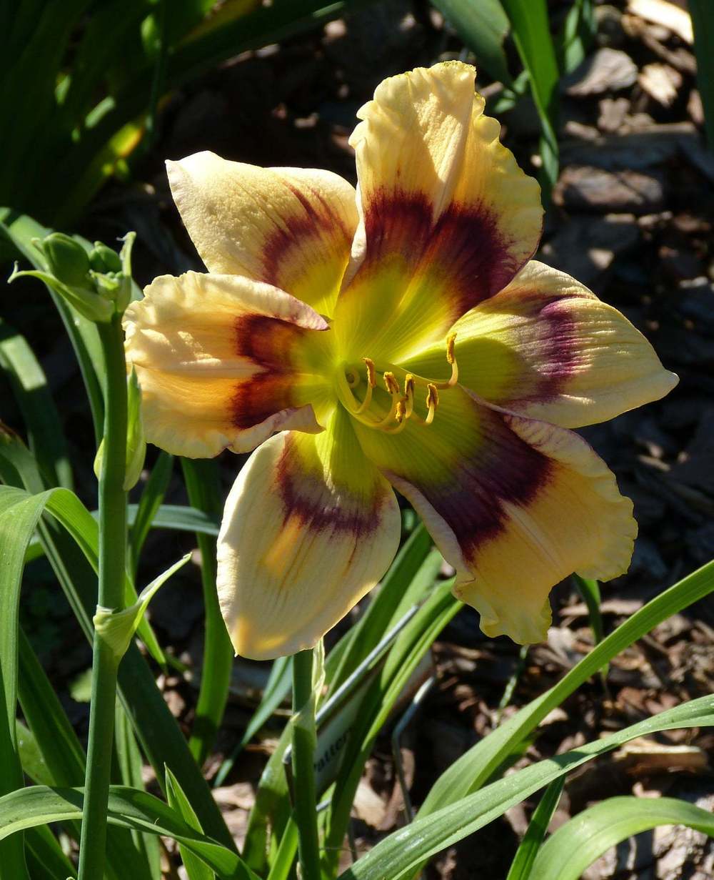 Photo of the bloom of Daylily (Hemerocallis 'Pattern Supreme') posted ...
