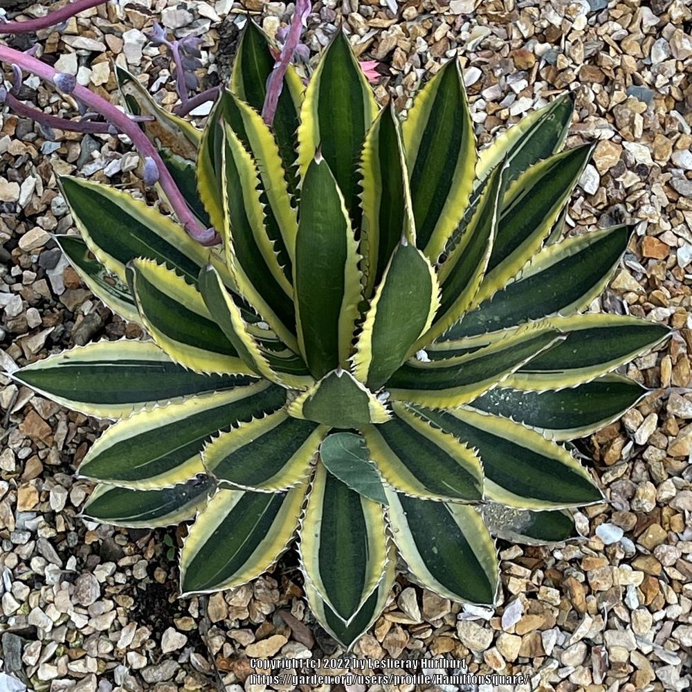 Photo of the entire plant of Center Stripe Agave (Agave univittata ...
