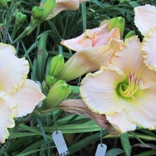 Daylily (Hemerocallis 'Northern Giant') in the Daylilies Database - Garden.org