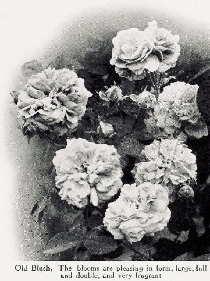 Photo of the documentation of Rose (Rosa 'Old Blush') posted by ...