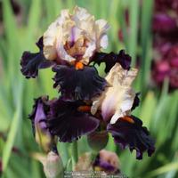 Tall Bearded Iris (Iris 'Secret Service') in the Irises Database ...