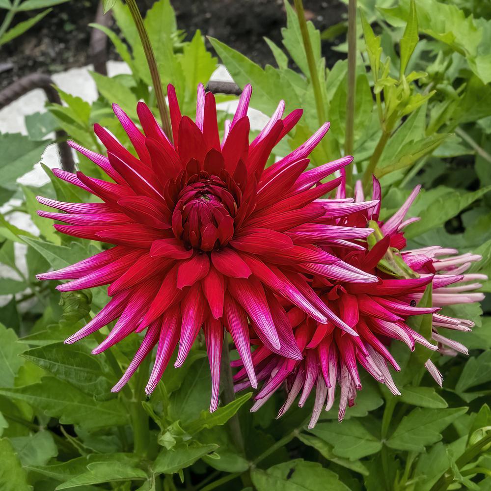 Dahlia 'Bloomquist David' in the Dahlias Database - Garden.org