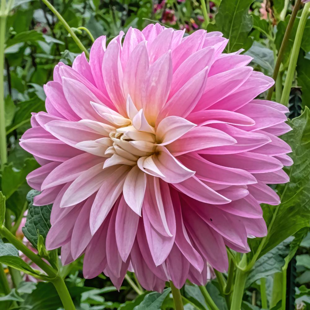 Photo of the bloom of Dahlia 'Alloway Candy' posted by arctangent - Garden.org