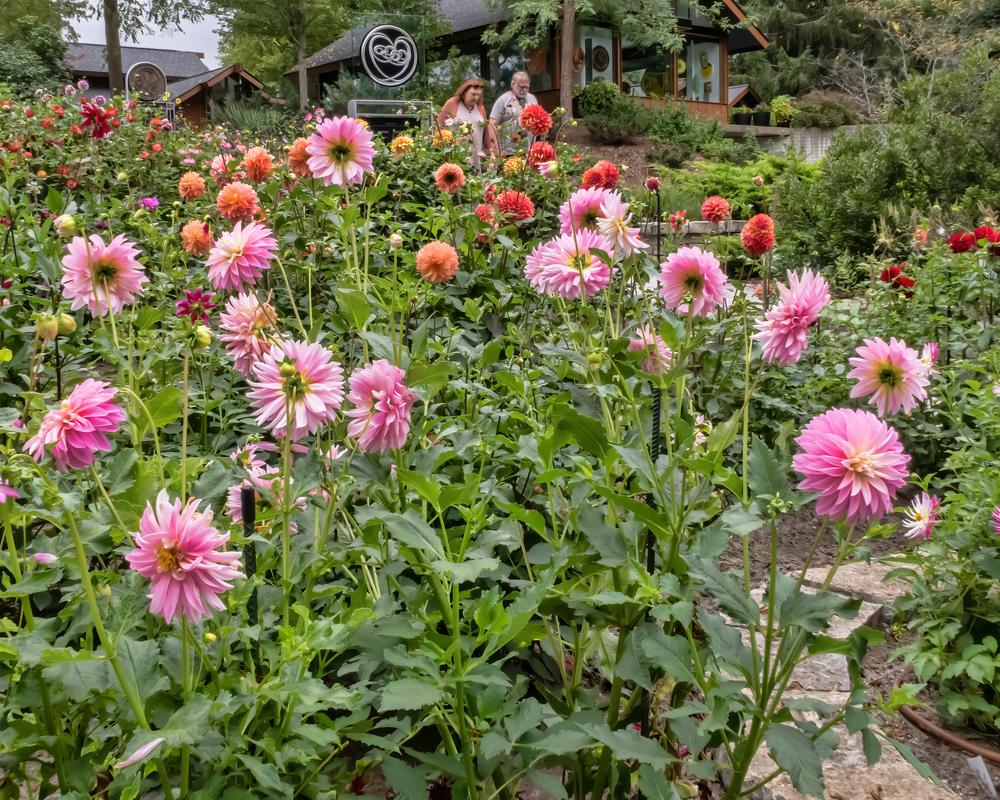 Photo of the entire plant of Dahlia 'Alloway Candy' posted by ...