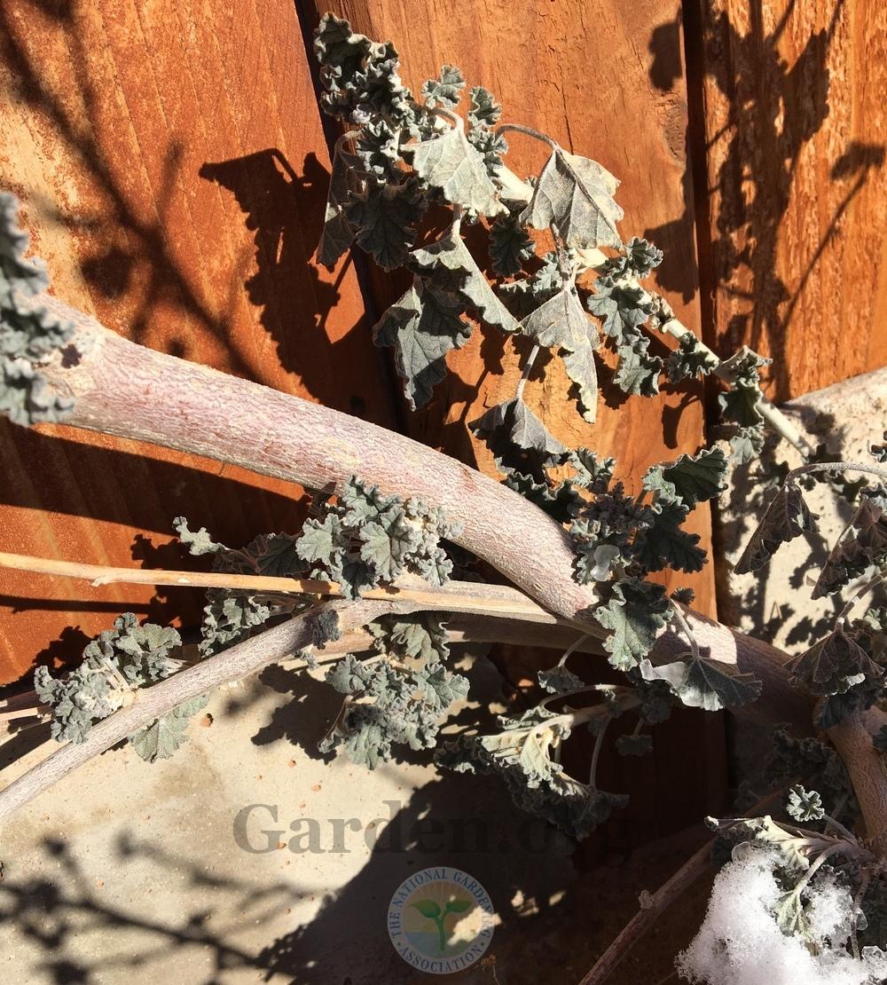 Photo of the stem, scape, stalk or bark of Small-Leaf Globemallow ...