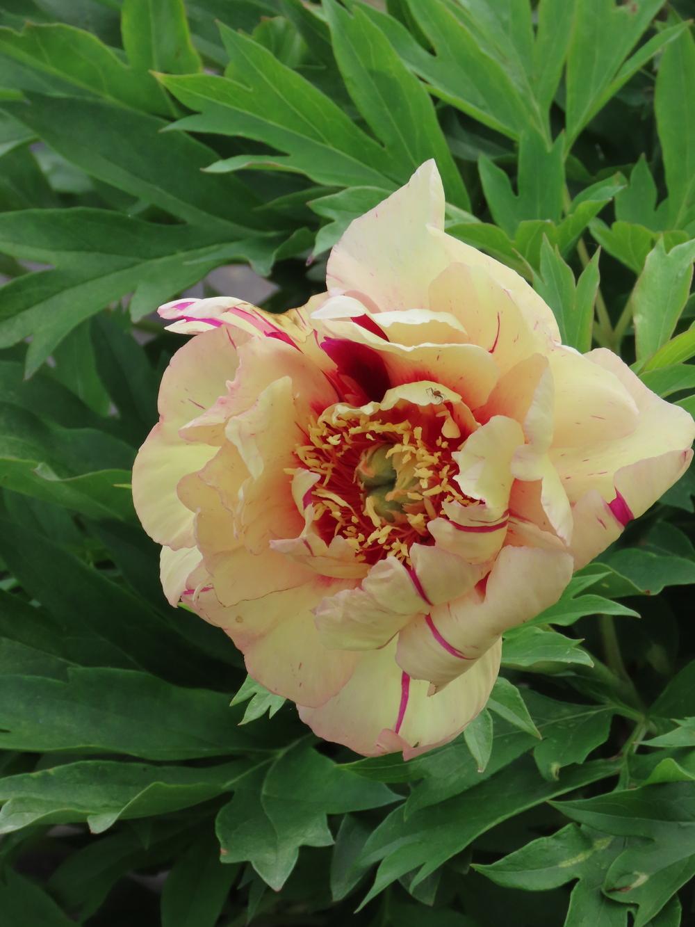 Please Post Pics of Your Semi-Double Peonies! in the Peonies forum ...