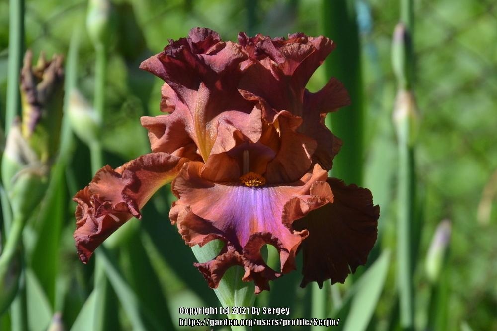 Photo of the bloom of Tall Bearded Iris (Iris 'Mad World') posted by ...