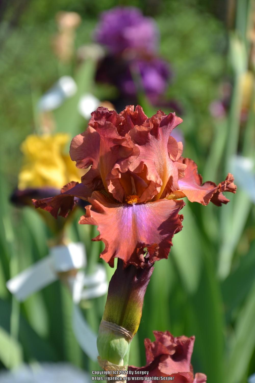Photo of the bloom of Tall Bearded Iris (Iris 'Mad World') posted by ...