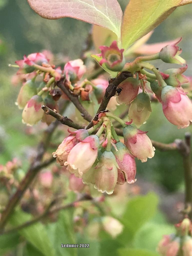 Photo of the bloom of Vaccinium posted by sedumzz - Garden.org