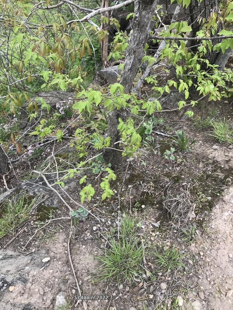 Photo of the habitat view of Allegheny Stonecrop (Hylotelephium ...