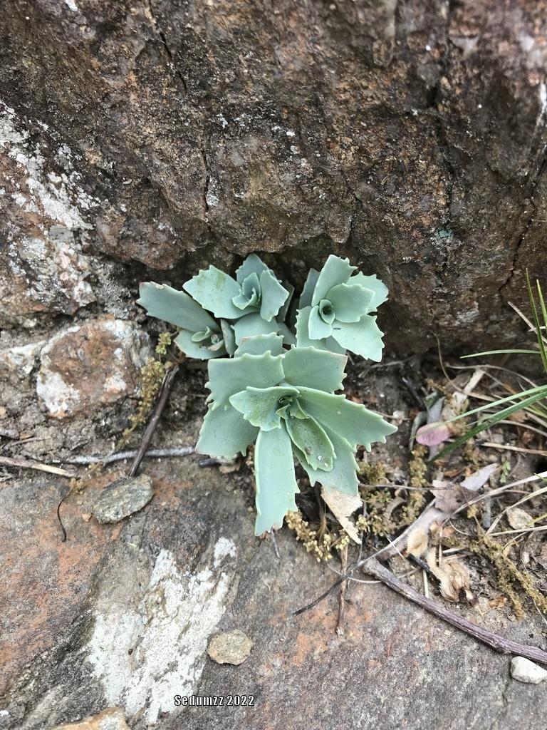 Photo of the entire plant of Allegheny Stonecrop (Hylotelephium ...