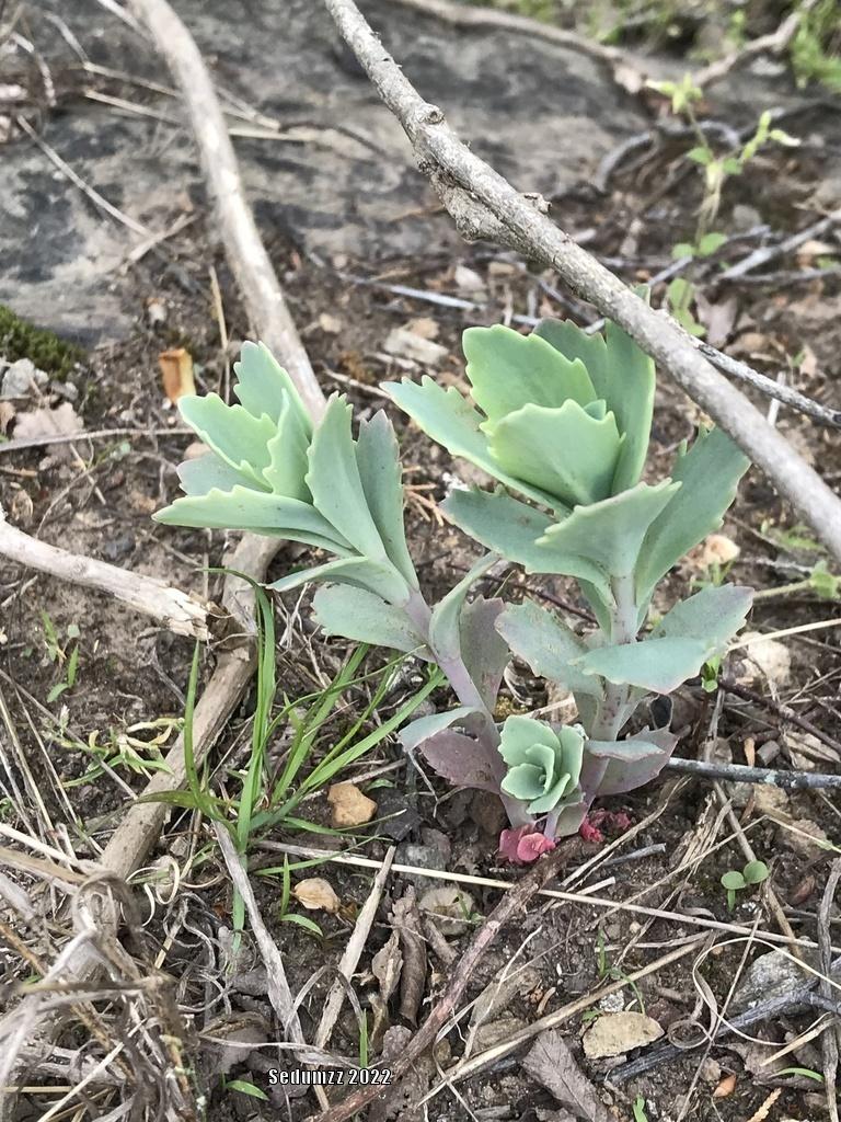 Photo of the emerging growth of Allegheny Stonecrop (Hylotelephium ...