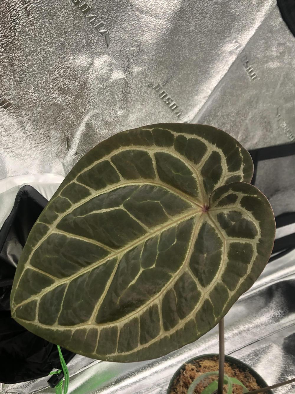 Anthurium 'Doc Block' Mag Hybrid F2 in the Philodendrons, Elephant Ears ...