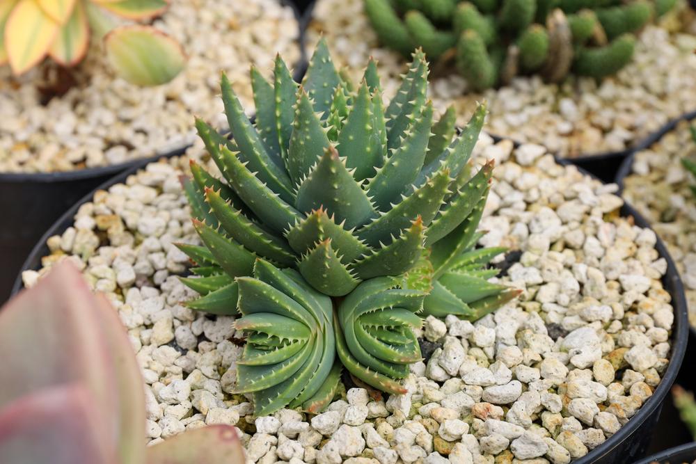Photo of the entire plant of Short Leaved Aloe (Aloe brevifolia) posted ...